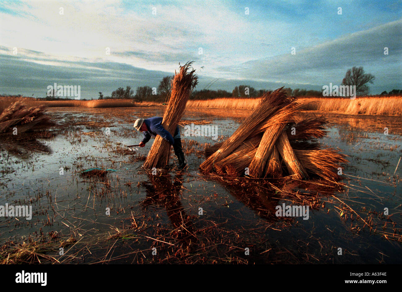Eric Edwards, marshman cutting reeds on the Norfolk Broads, Norfolk ...