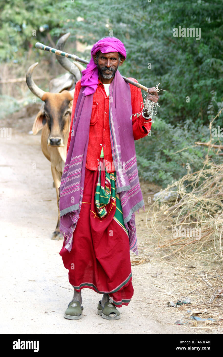 colourful herdsman of the Barwad tribal group in Ambala village in ...