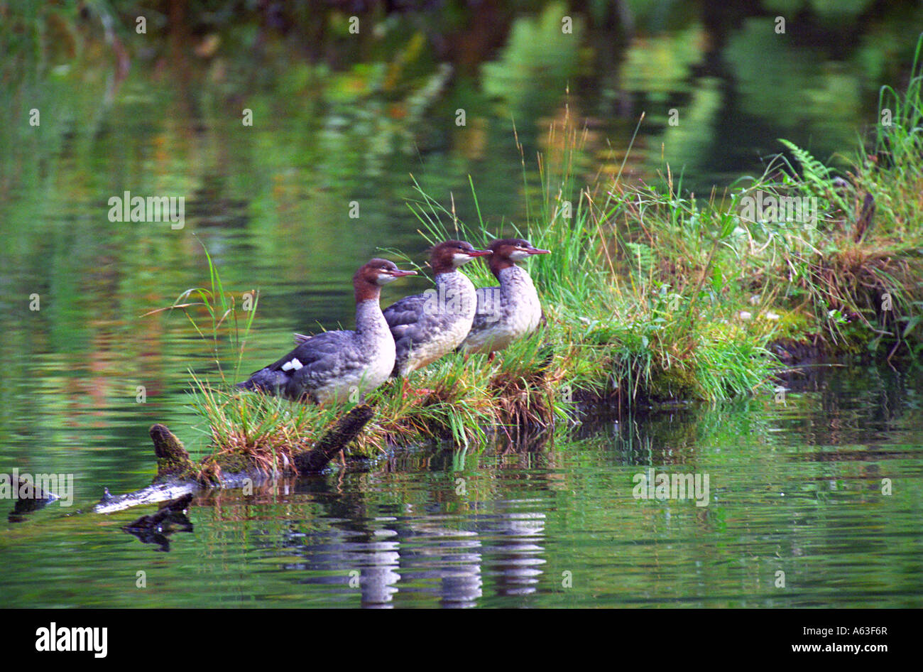 Coastal ducks hi-res stock photography and images - Alamy