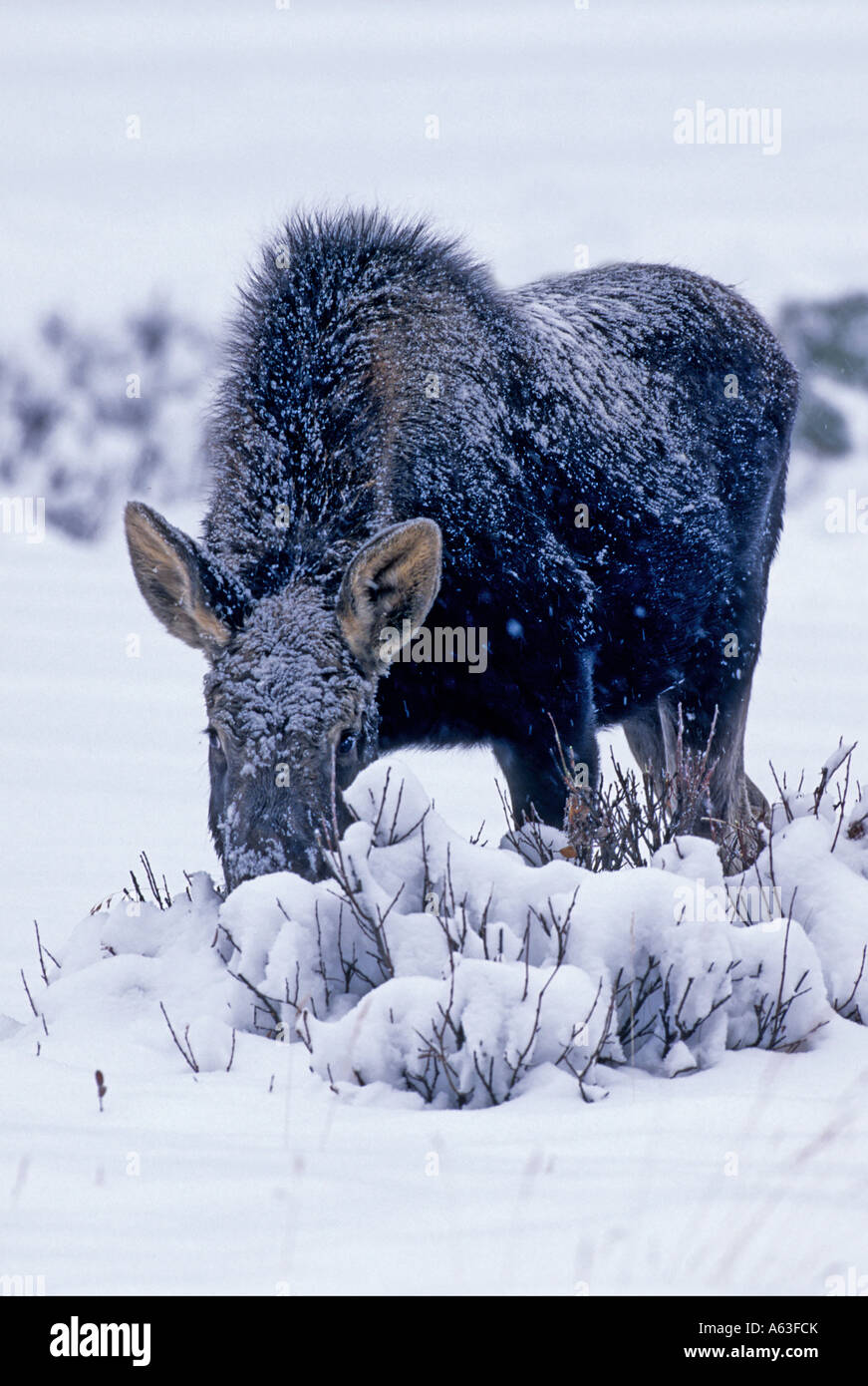 A Moose foraging in the snow Stock Photo - Alamy
