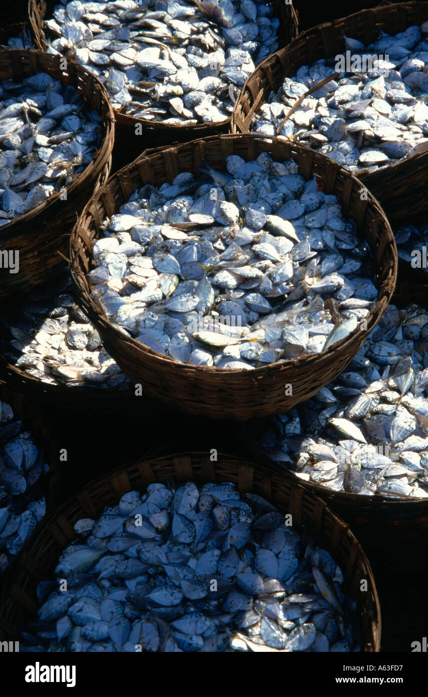 Fresh fish Goa India Stock Photo - Alamy