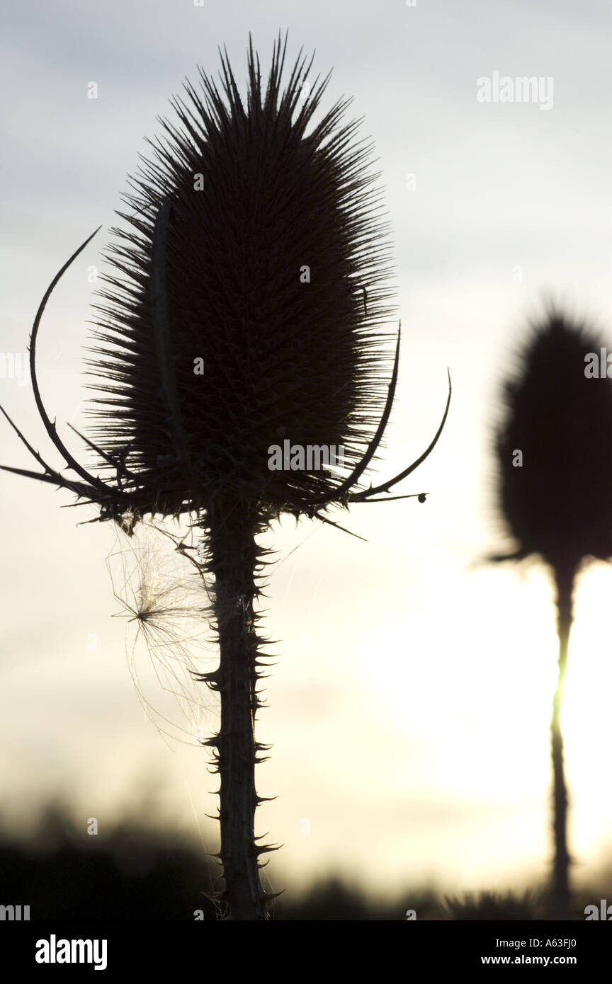 Teasel winter silhouette hi-res stock photography and images - Alamy