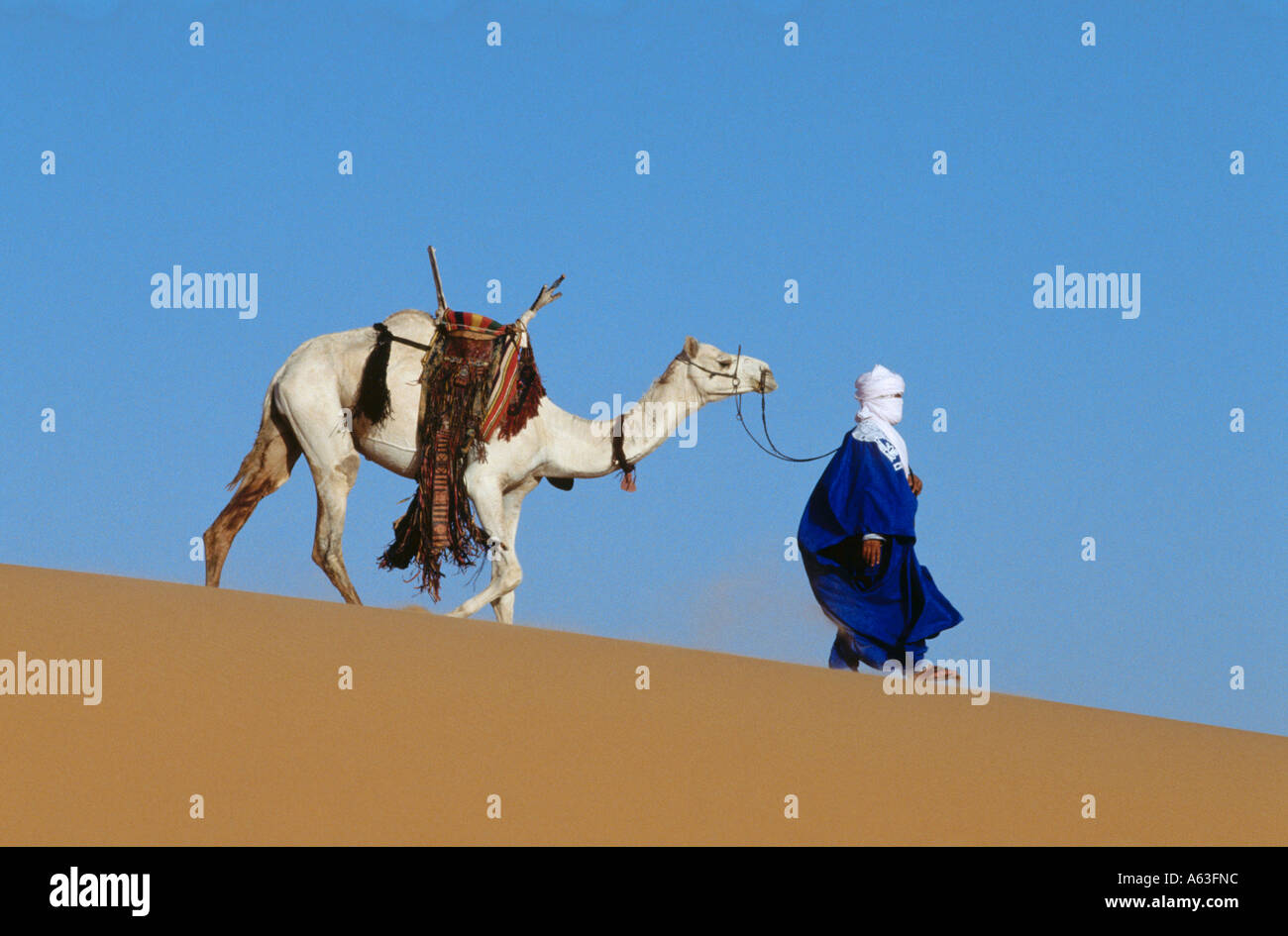 Caravan leader leading camel in desert, Tuareg, Tekerkiba, Sahara ...