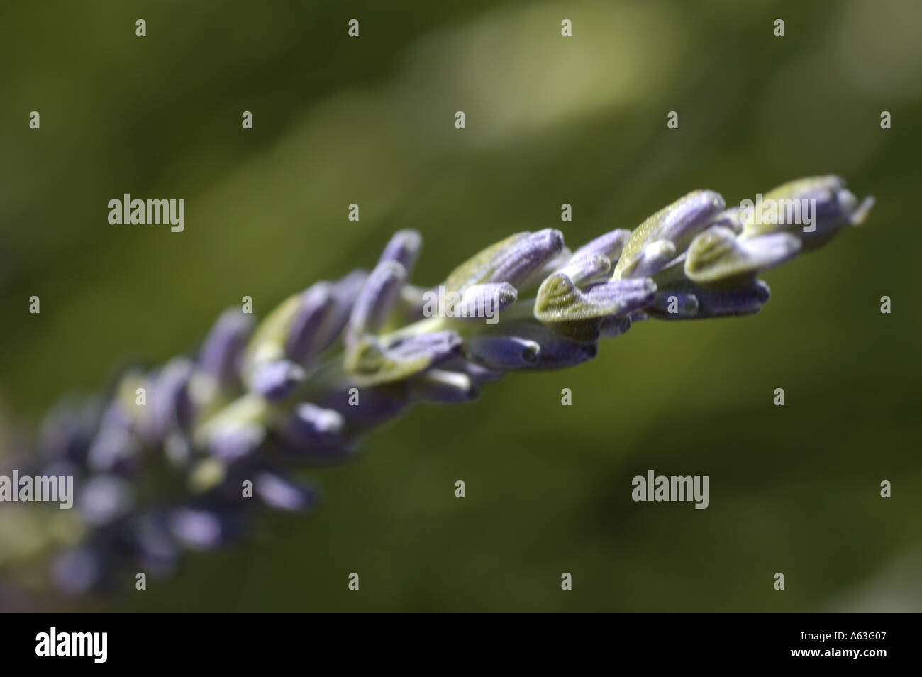 Lavender Flowers At Spring About To Flourish Stock Photo - Alamy