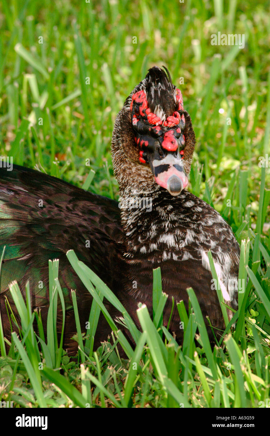 The Ugly Duckling Stock Photos & The Ugly Duckling Stock Images - Alamy