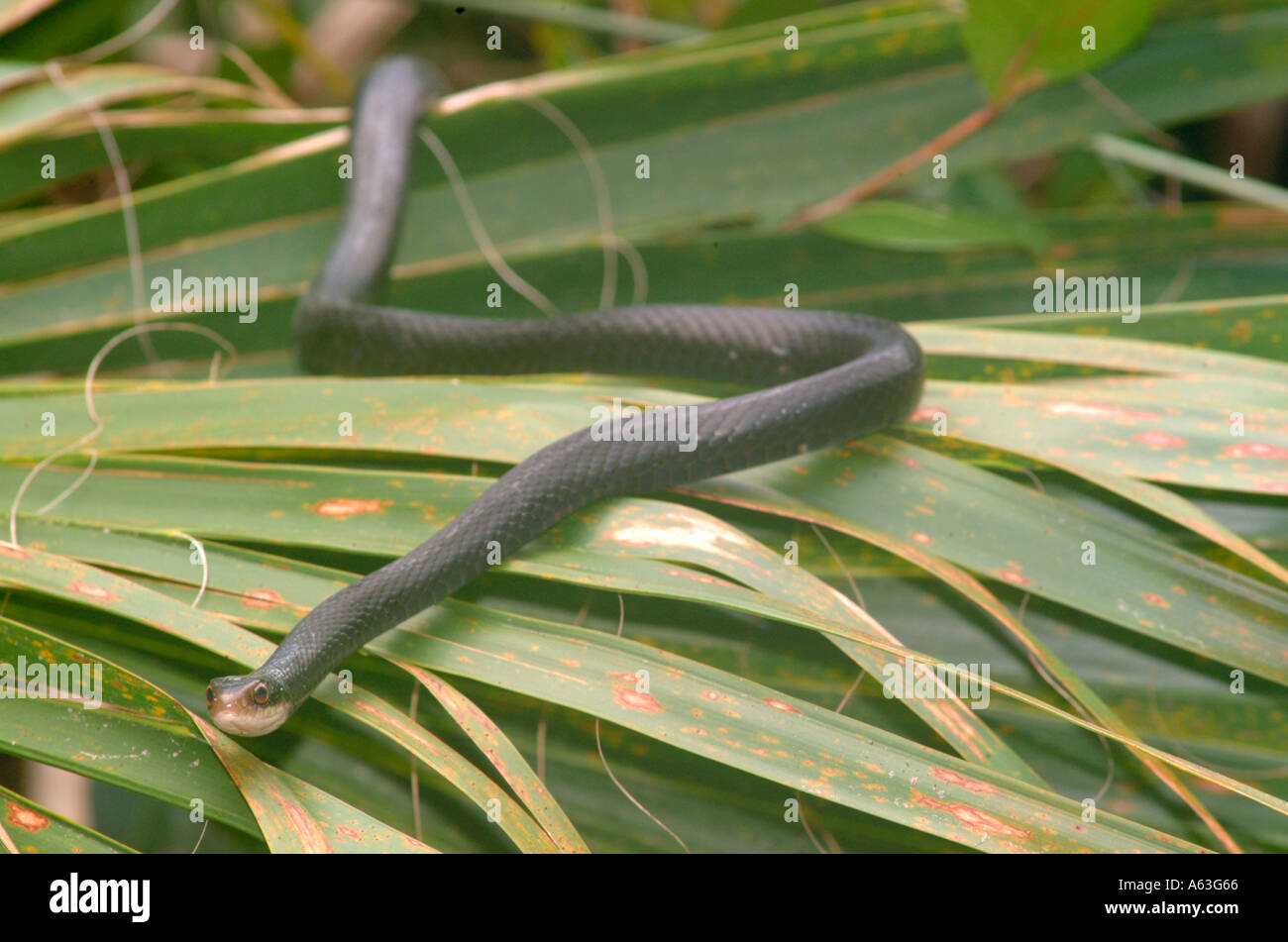 Southern Black Racer Coluber constrictor snake palm Stock Photo - Alamy