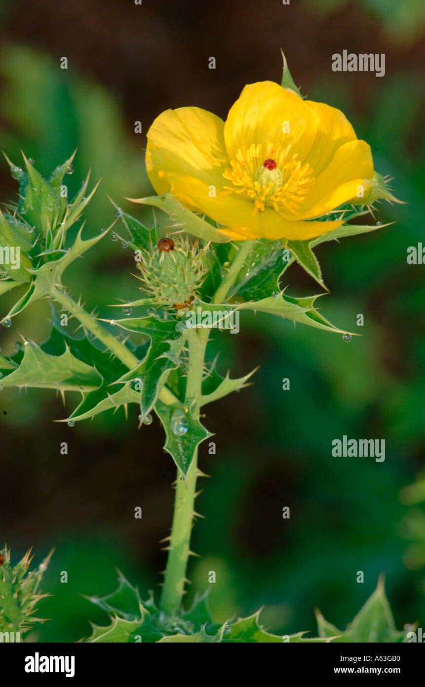 Mexican poppy Argemone mexicana flowers Stock Photo - Alamy