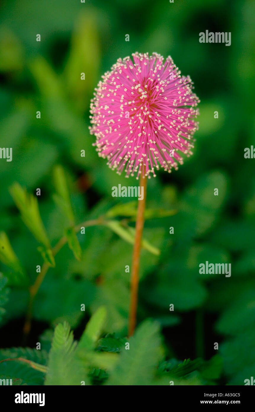 Sensitive brier hi-res stock photography and images - Alamy