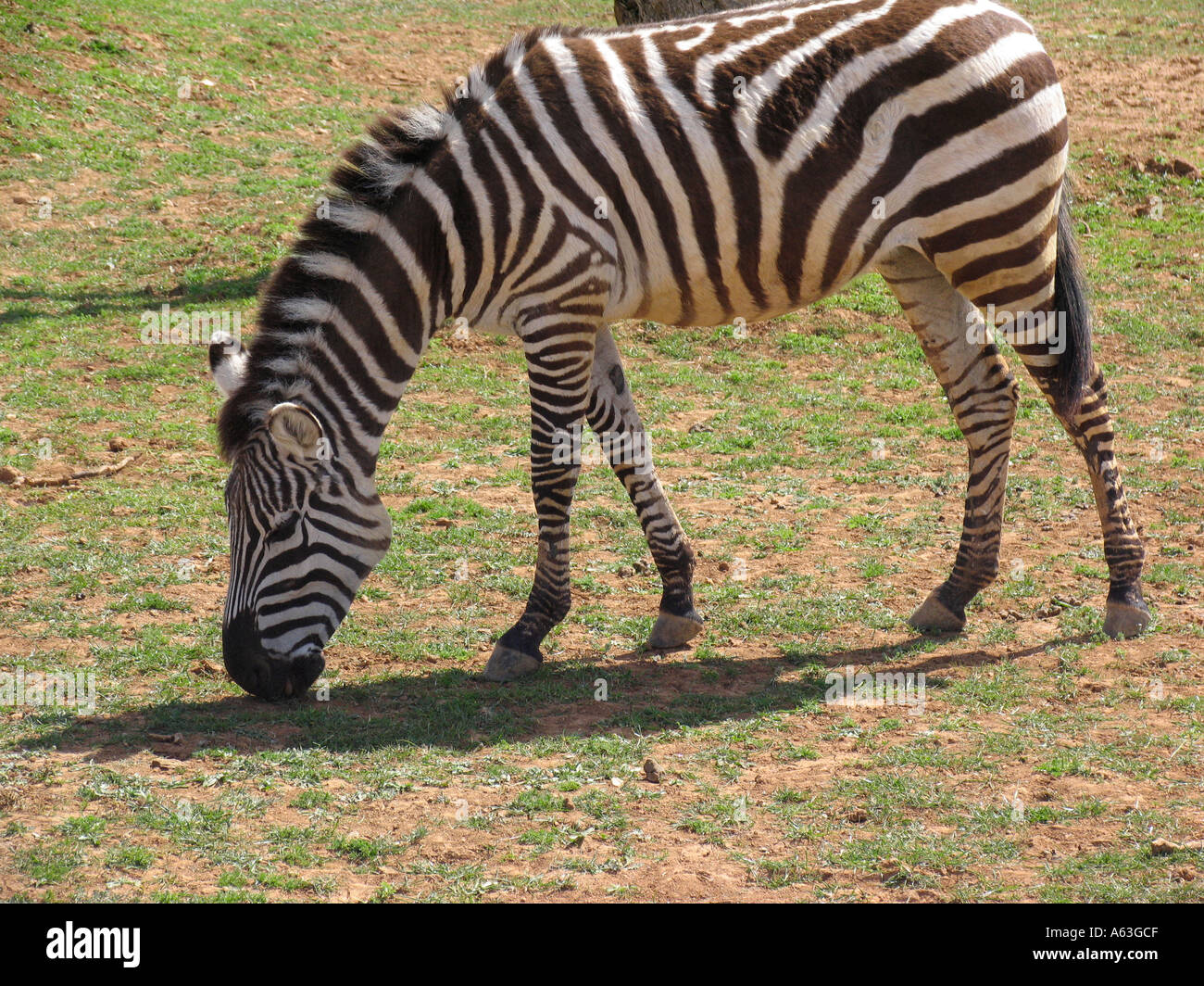 zoo park zebra Stock Photo - Alamy