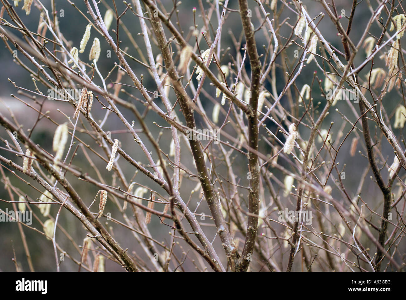 Hazel bush hi-res stock photography and images - Alamy