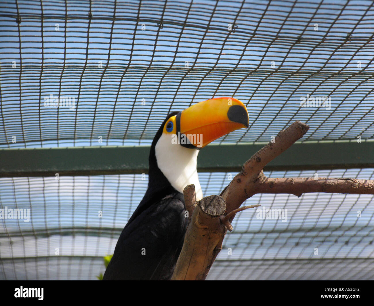 zoo park bird Stock Photo - Alamy