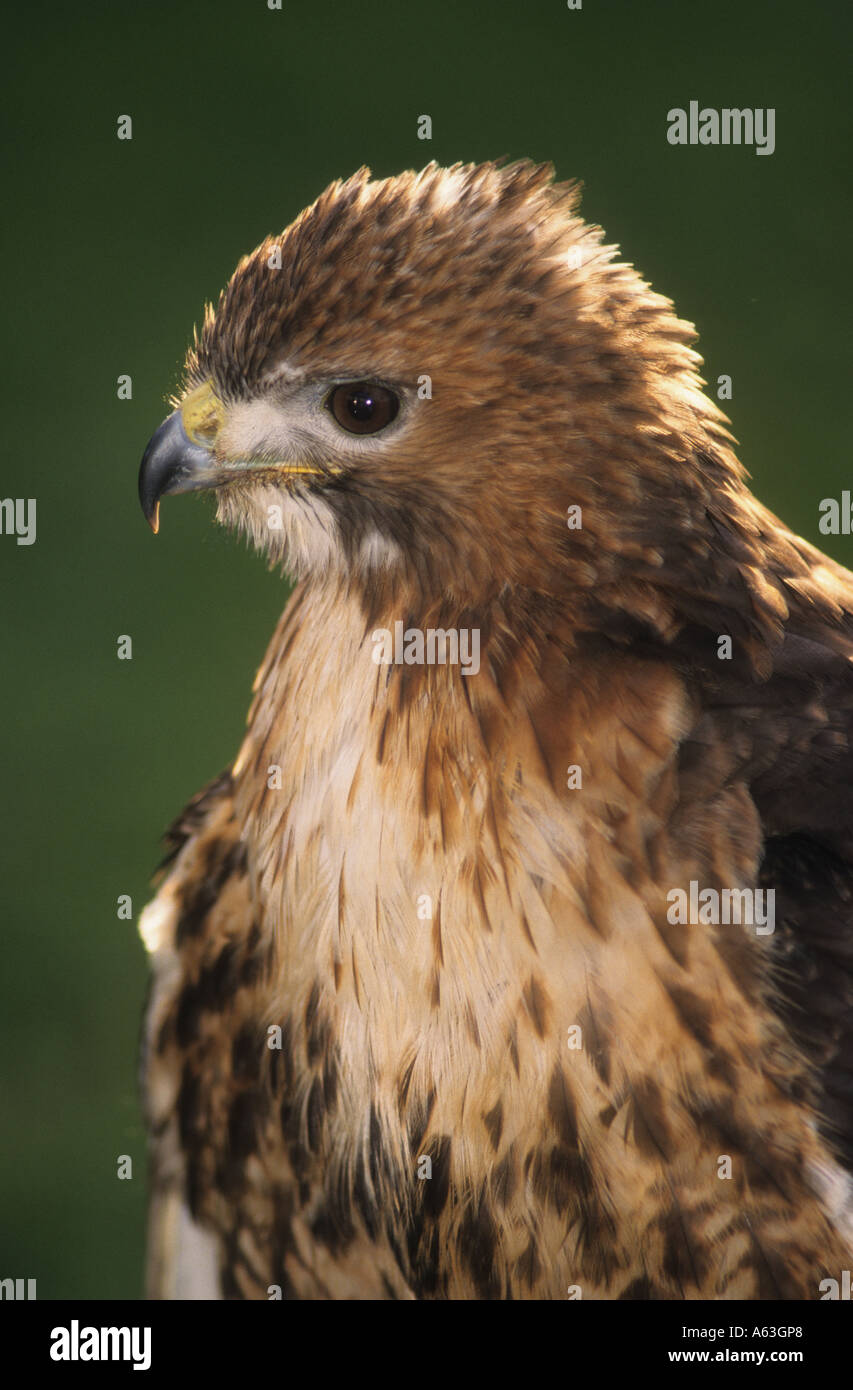 American Red Tailed Hawk, Also Known as American Red Tailed Buzzard ...