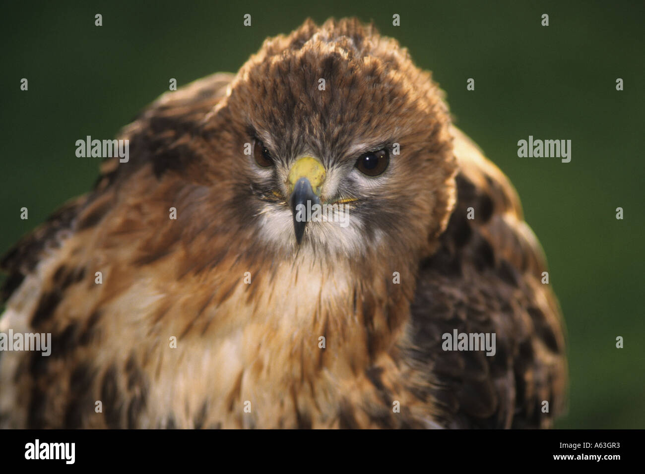 American Red Tailed Hawk, Also Known as American Red Tailed Buzzard ...