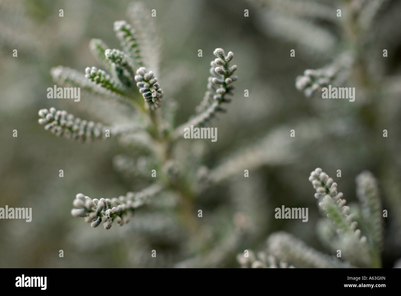 Cotton lavender santolina chamaecyparissus hi-res stock photography and ...