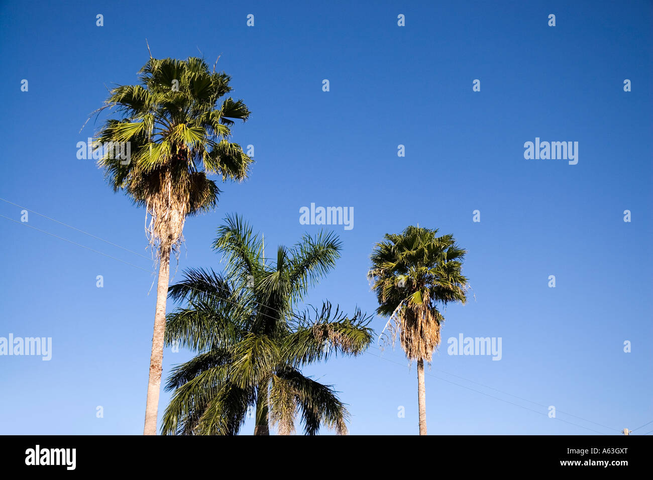 Palm trees with a blue sky Stock Photo - Alamy