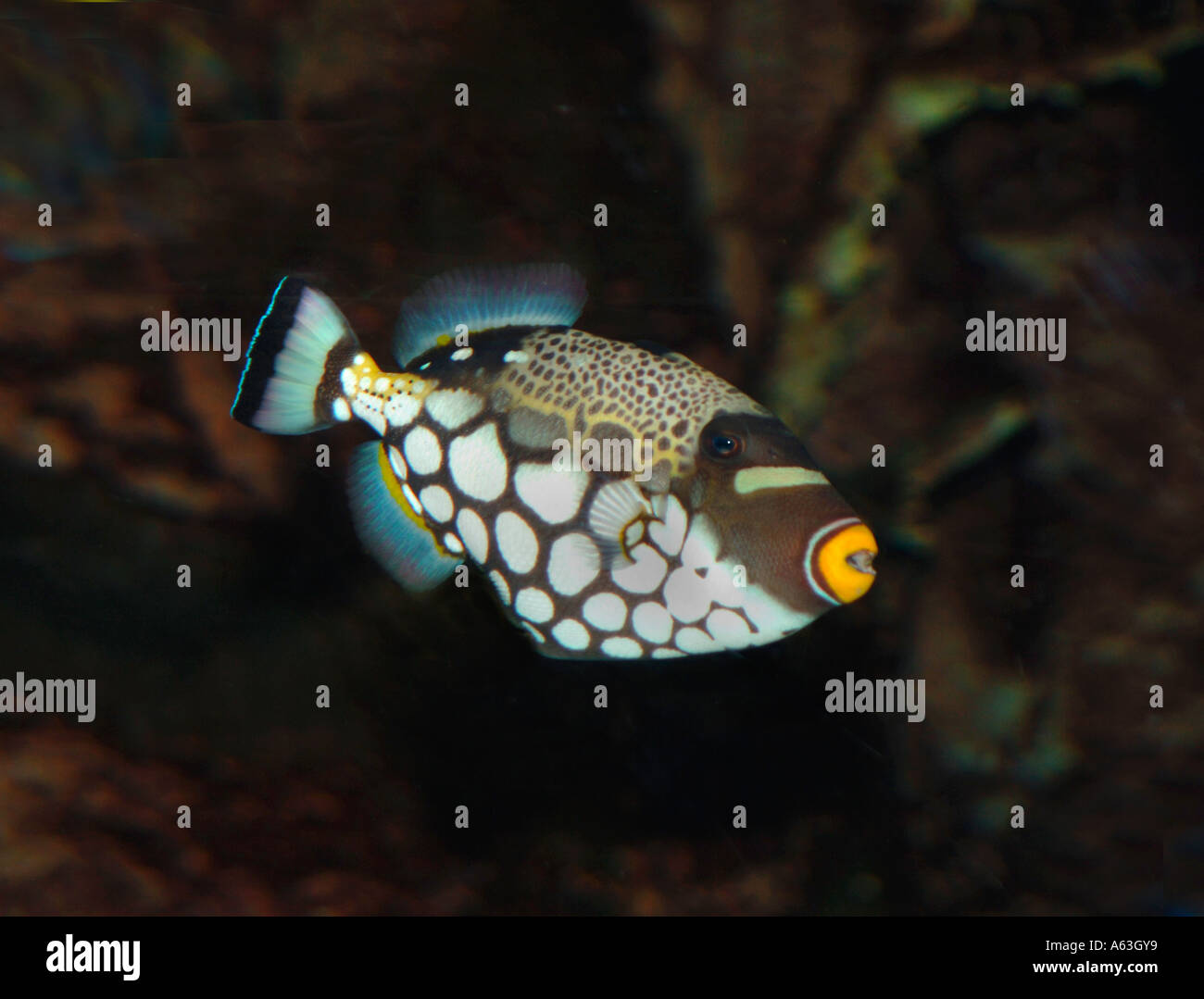 Trigger fish hi-res stock photography and images - Alamy
