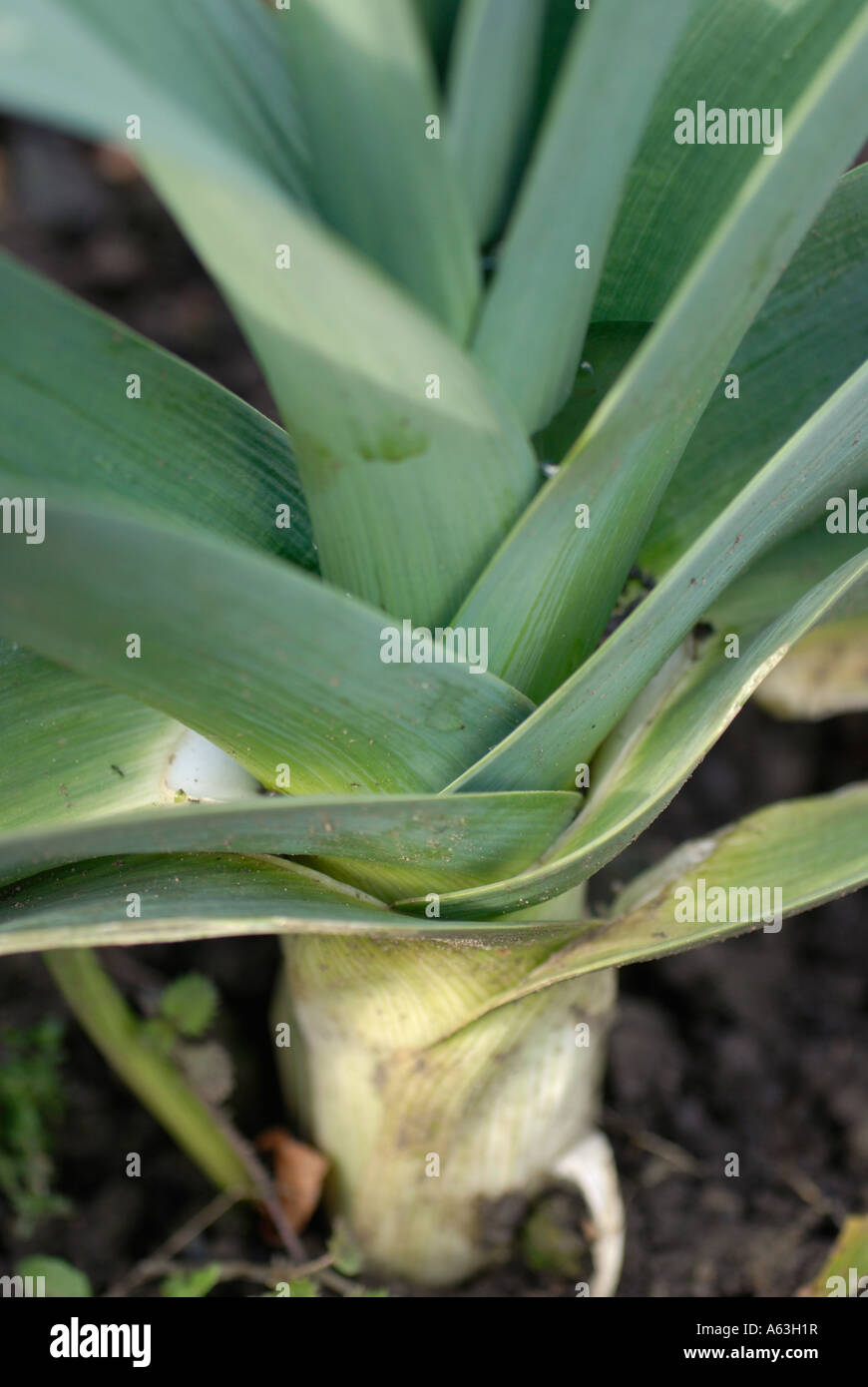 Leek winter garden hi-res stock photography and images - Alamy