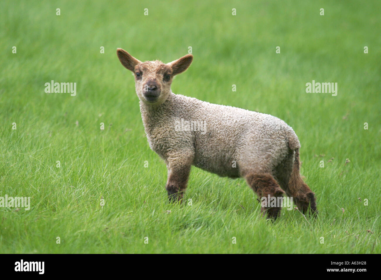 Shaun the sheep christmas hi-res stock photography and images - Alamy