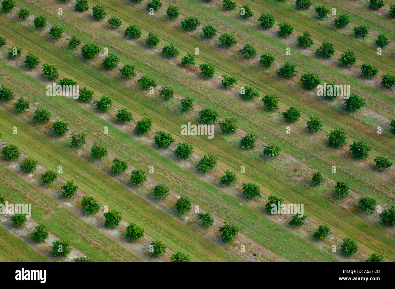 citrus grove farming trees agriculture Stock Photo - Alamy