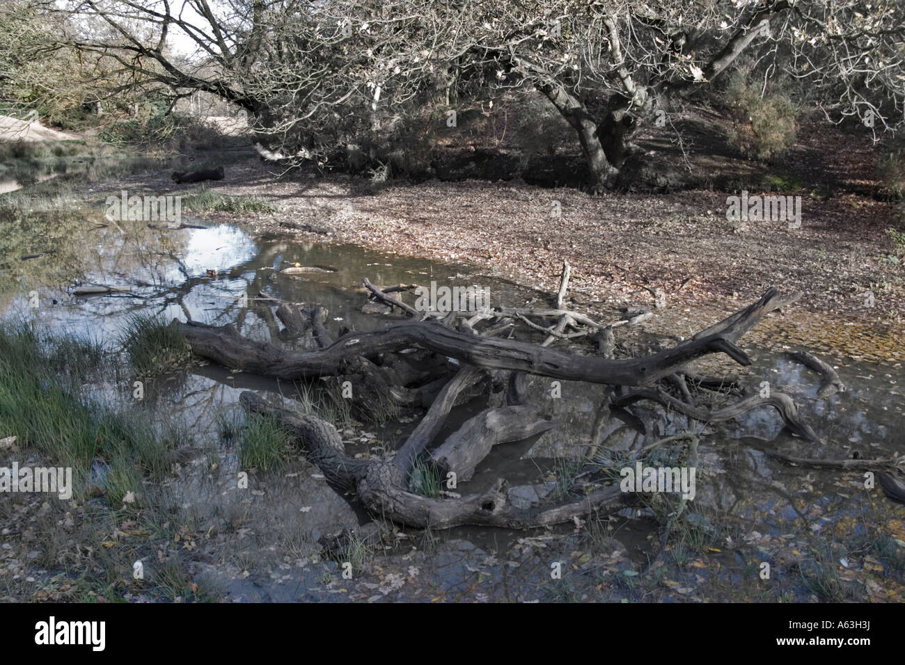 Rotting logs branches and tree trunks lie in a pool of stagmamt water ...