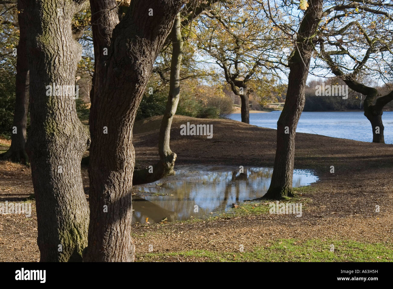 Tree near pond hi-res stock photography and images - Alamy