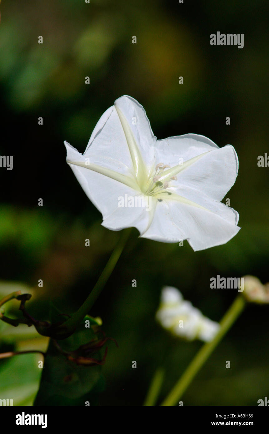 Moon flowers hi-res stock photography and images - Alamy