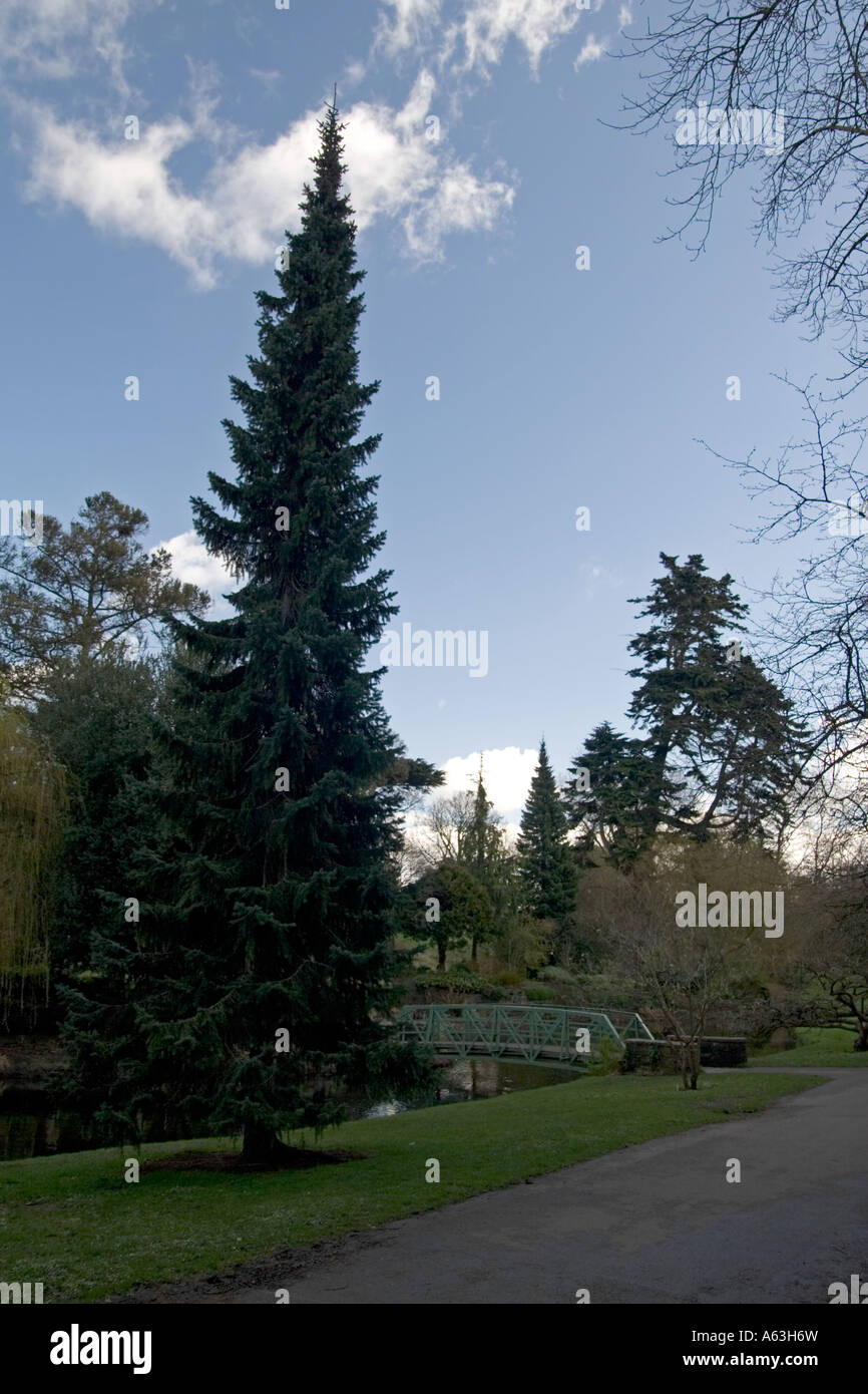 Single pine tree with a small bridge and blue sky as the background ...