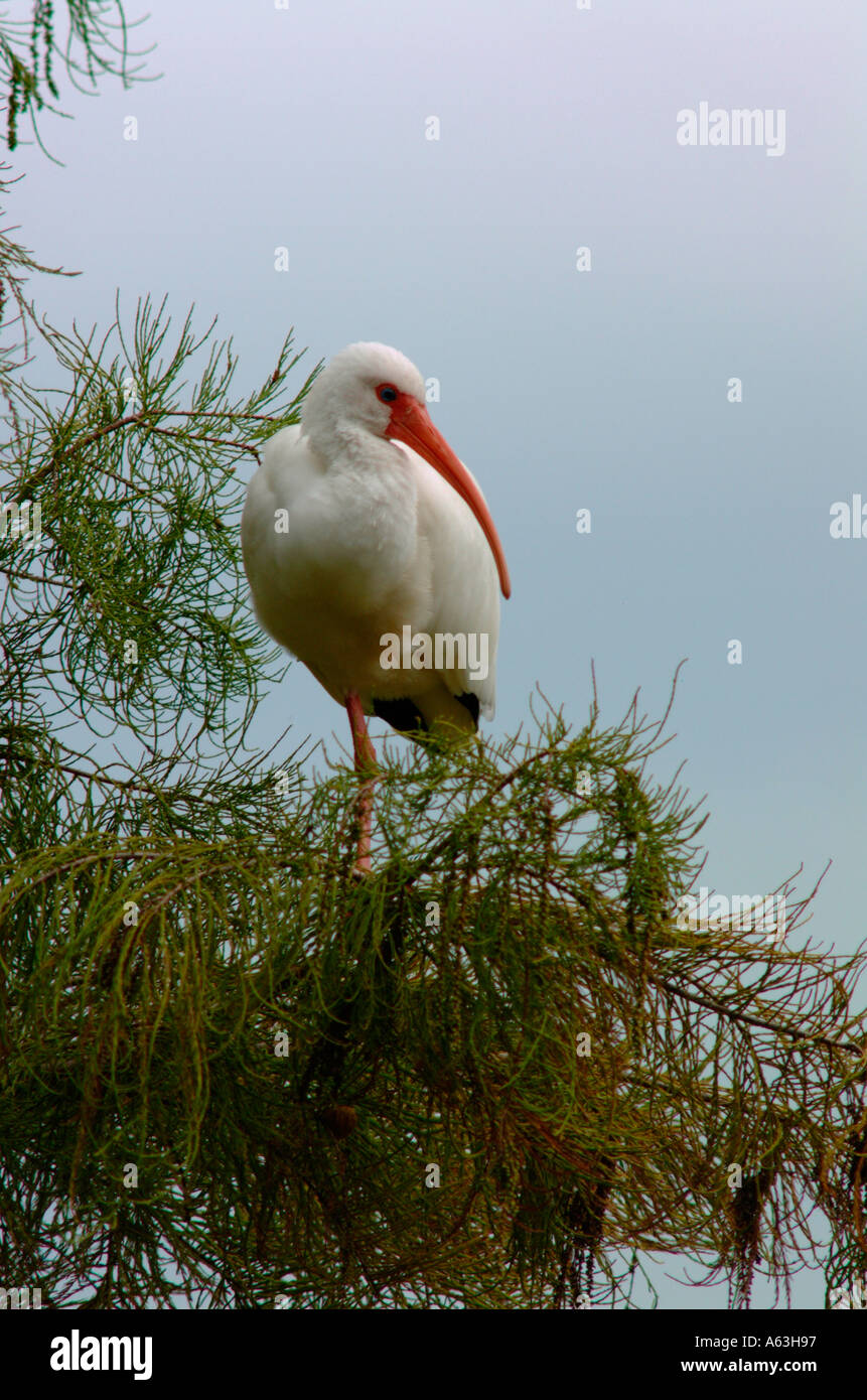 White ibis Eudocimus albus in cypress tree birds Stock Photo - Alamy