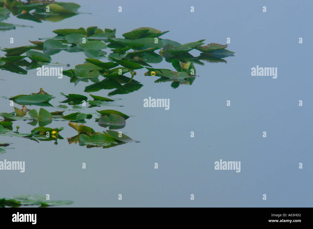 spatterdock Nuphar luteum aquatic lily pads yellow pond lily Stock ...