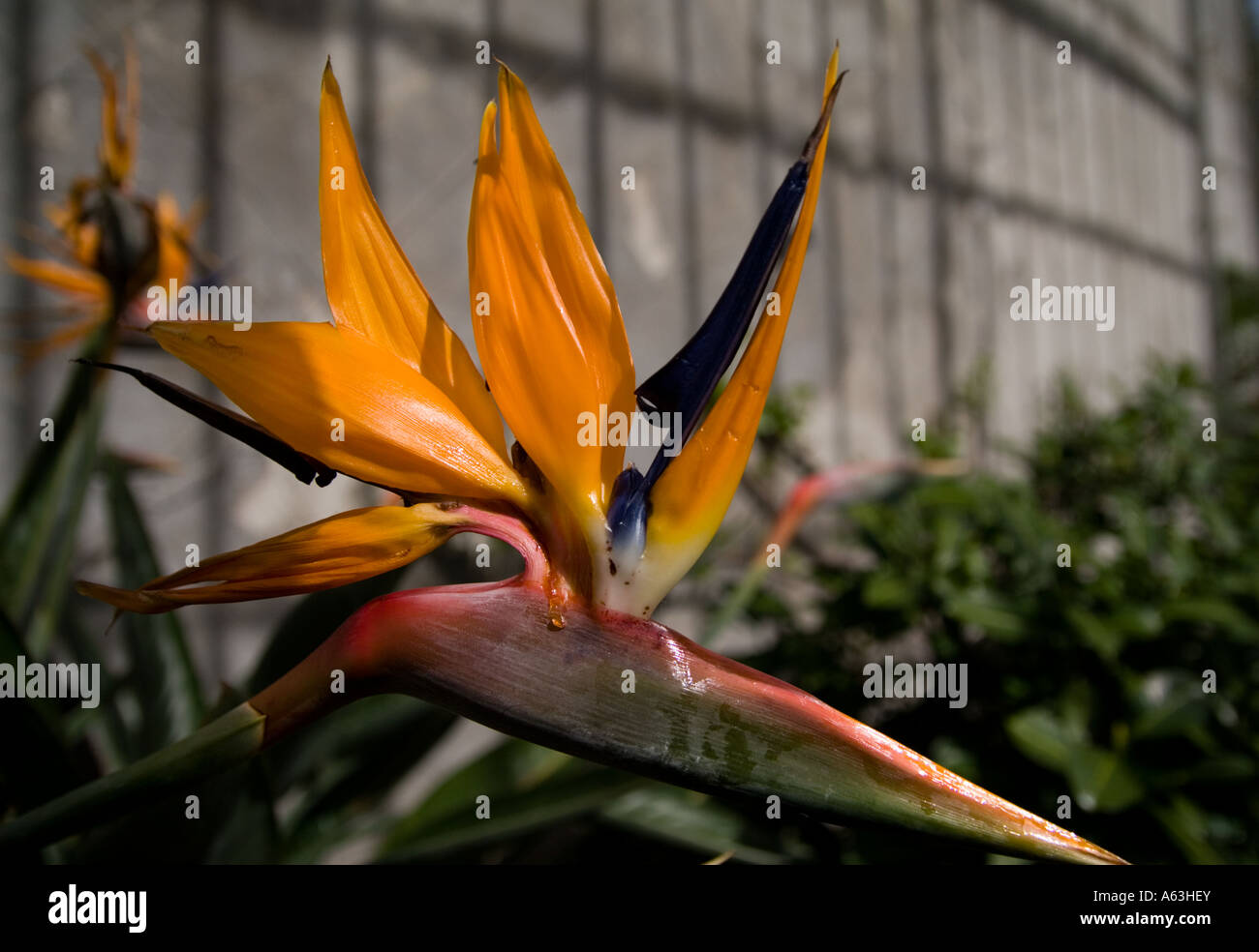 Bird of Paradise Tree Strelitziaceae strelitzia reginae humilis Stock ...
