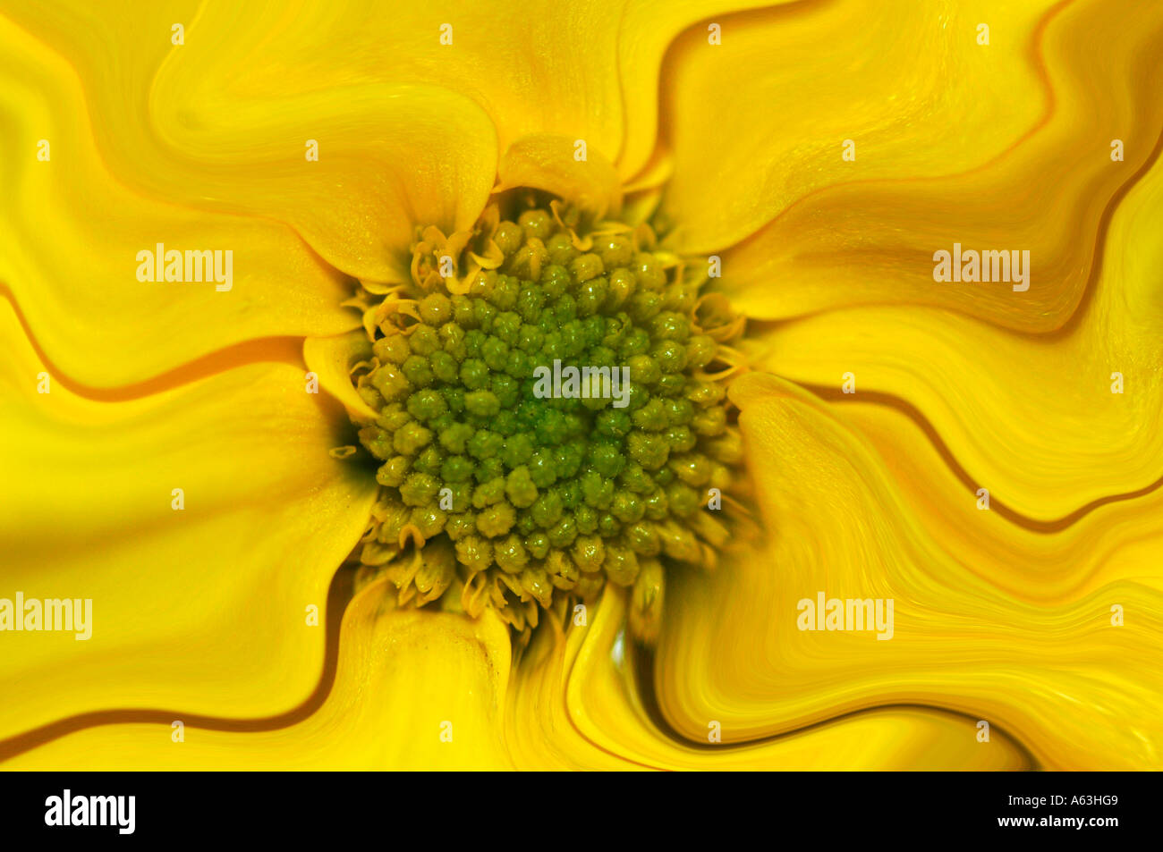 Floral design shapes hi-res stock photography and images - Alamy