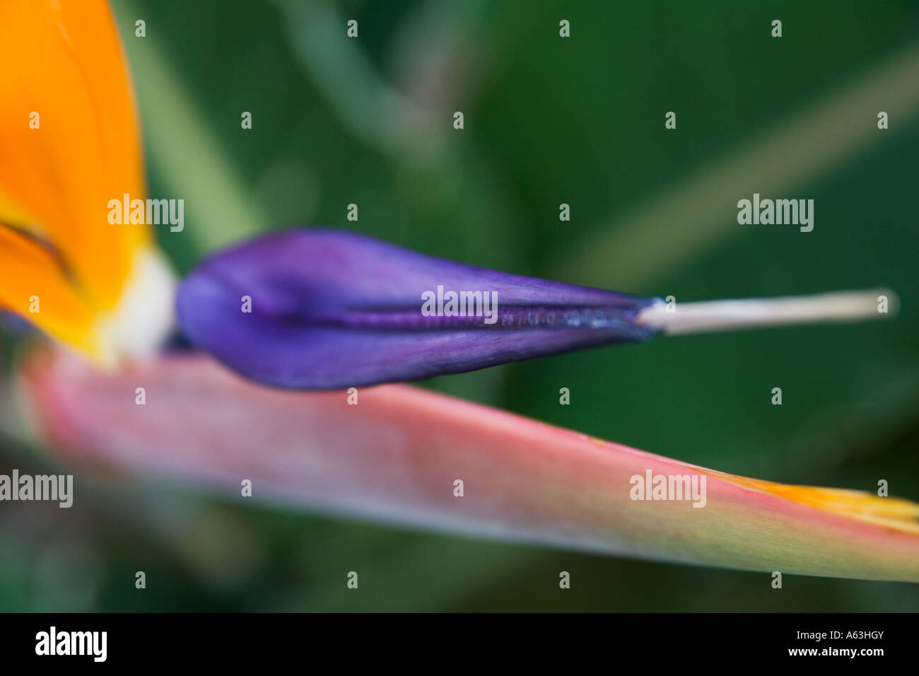 Bird of Paradise Tree Strelitziaceae strelitzia reginae Stock Photo - Alamy