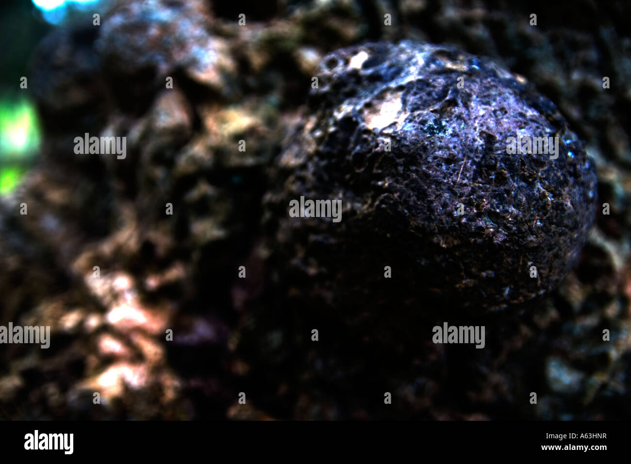 Extremely rough and misshaped tree trunk Stock Photo - Alamy