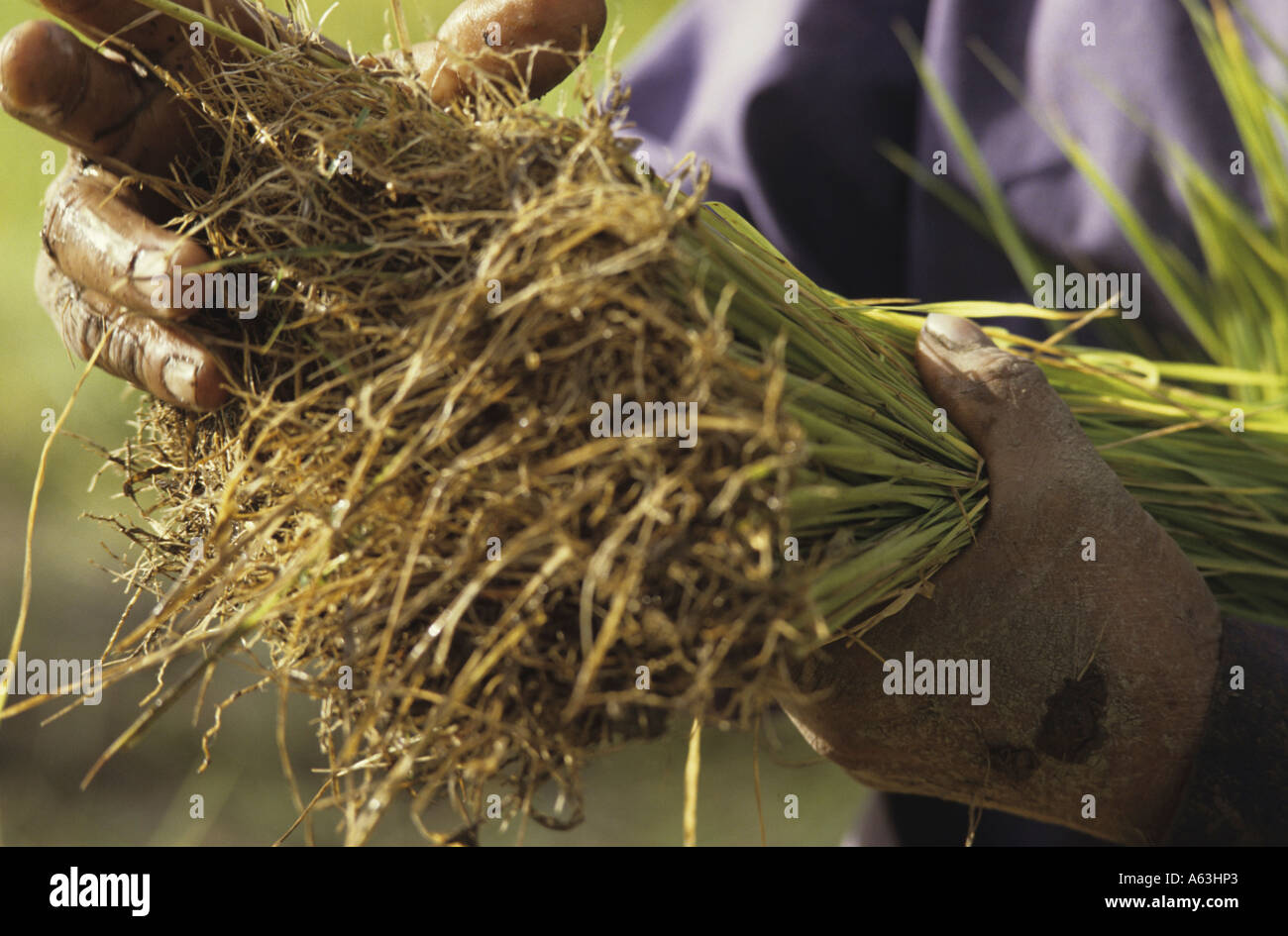 Close-up of rice saplings in a farmers hands, Thailand, Asia Stock ...