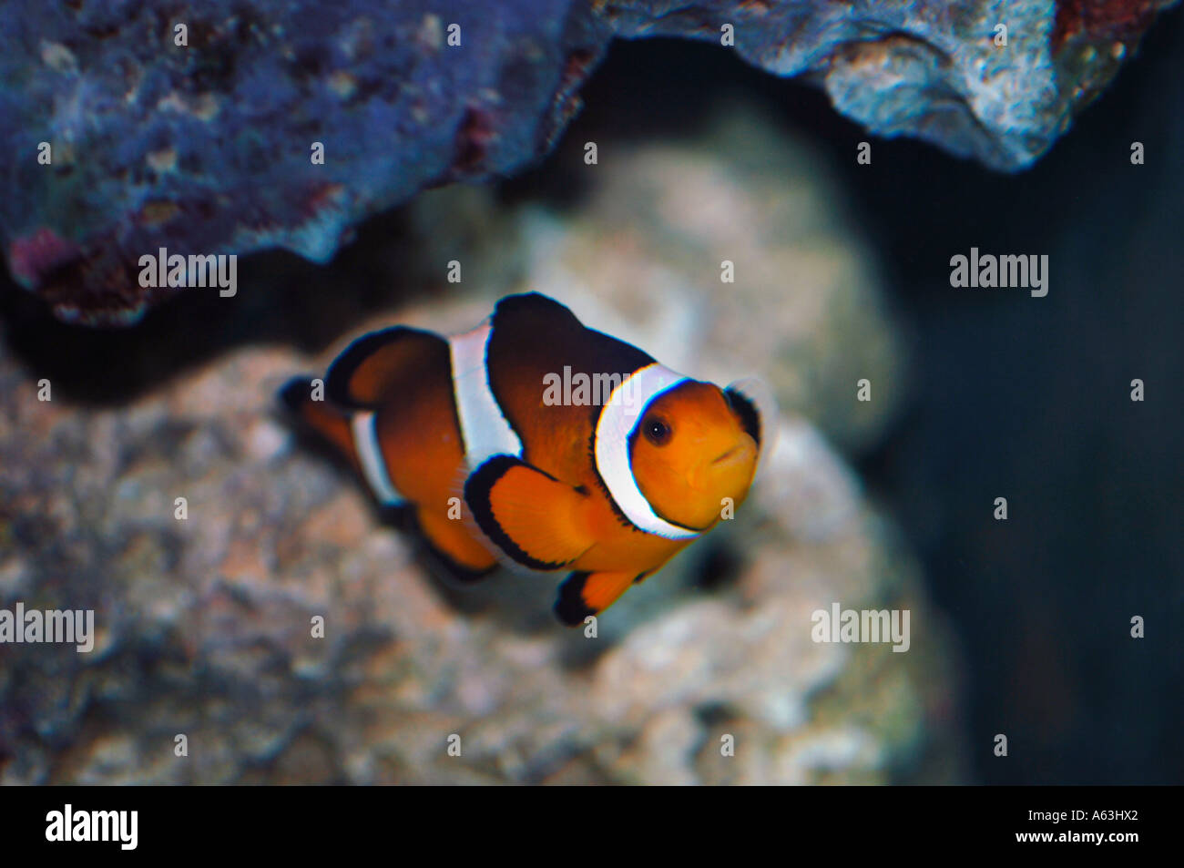 Percula Clown Fish (Amphiprion percula Stock Photo - Alamy