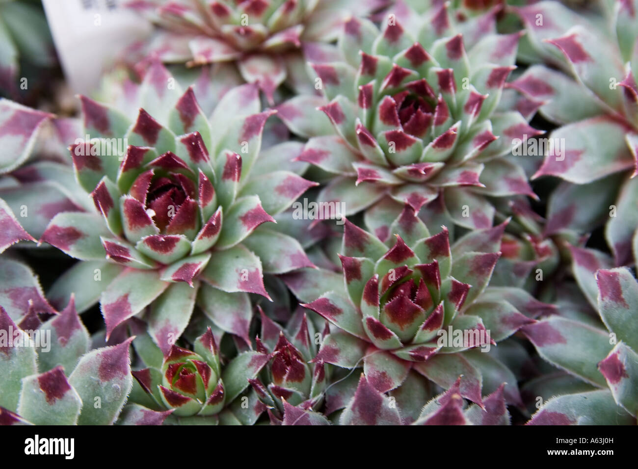 Sempervivum spinellii cluster with pale green and maroon tipped foliage ...