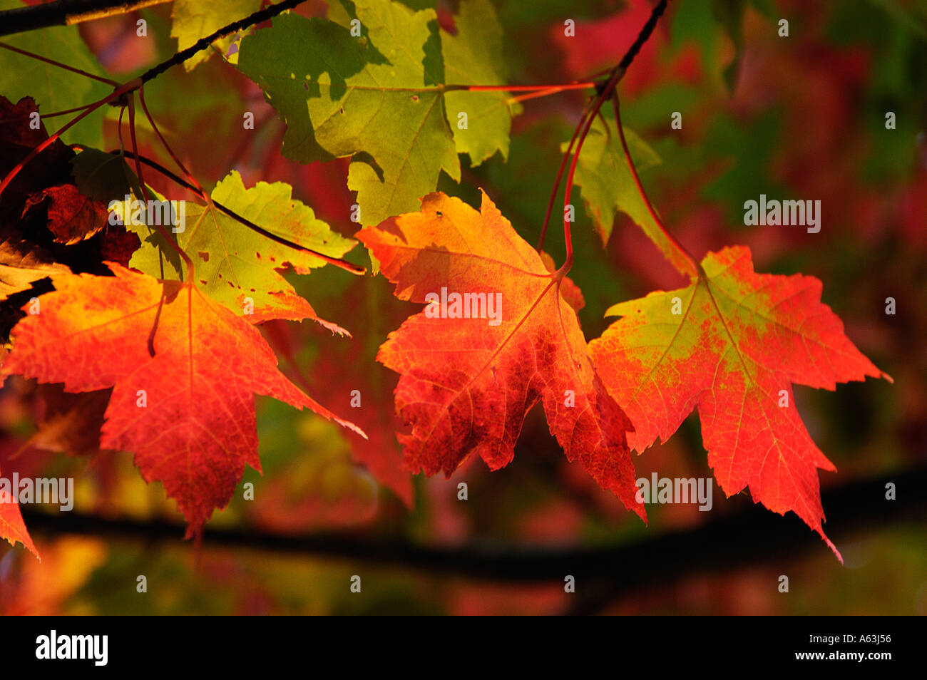 Fall Leaves Stock Photo - Alamy