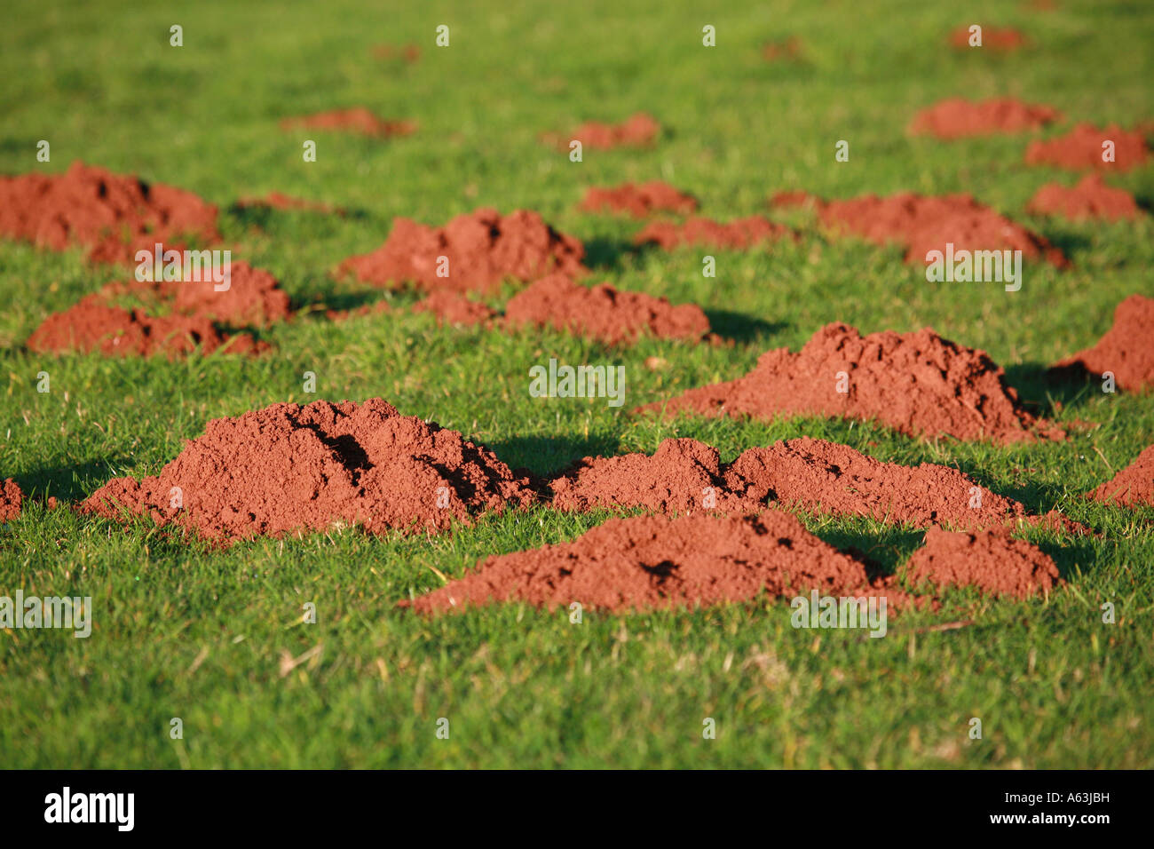 Mountain out of a mole hill hi-res stock photography and images - Alamy