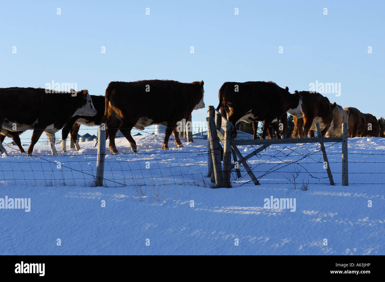 Herd of cattle on the move at feeding time Stock Photo - Alamy
