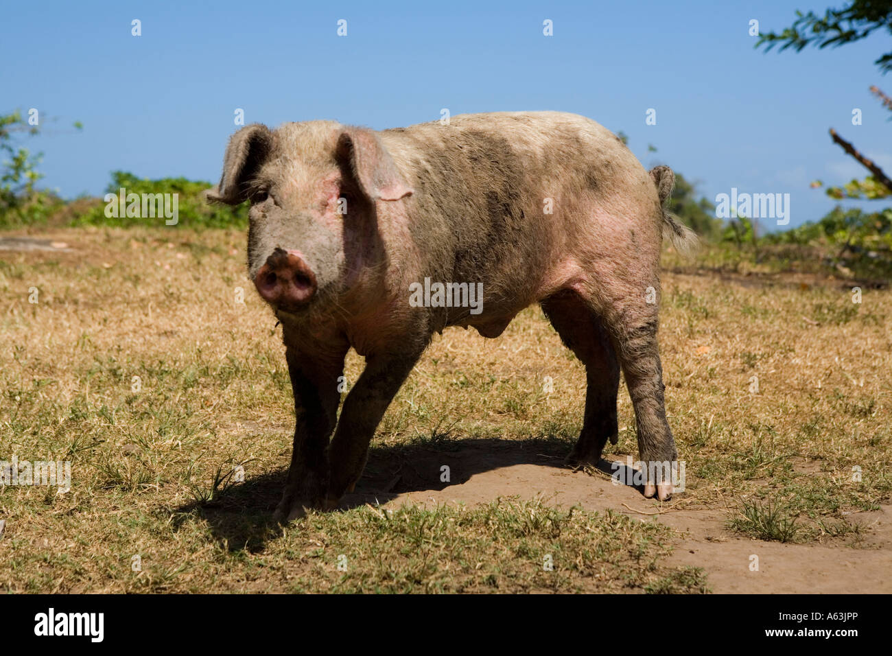 Pig Isla La Venada Solentiname Islands Nicaragua Stock Photo - Alamy
