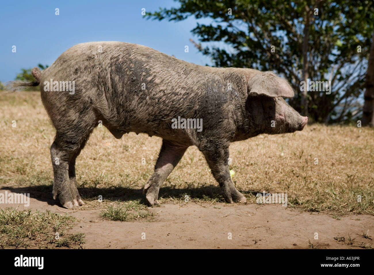 Pig Isla La Venada Solentiname Islands Nicaragua Stock Photo - Alamy