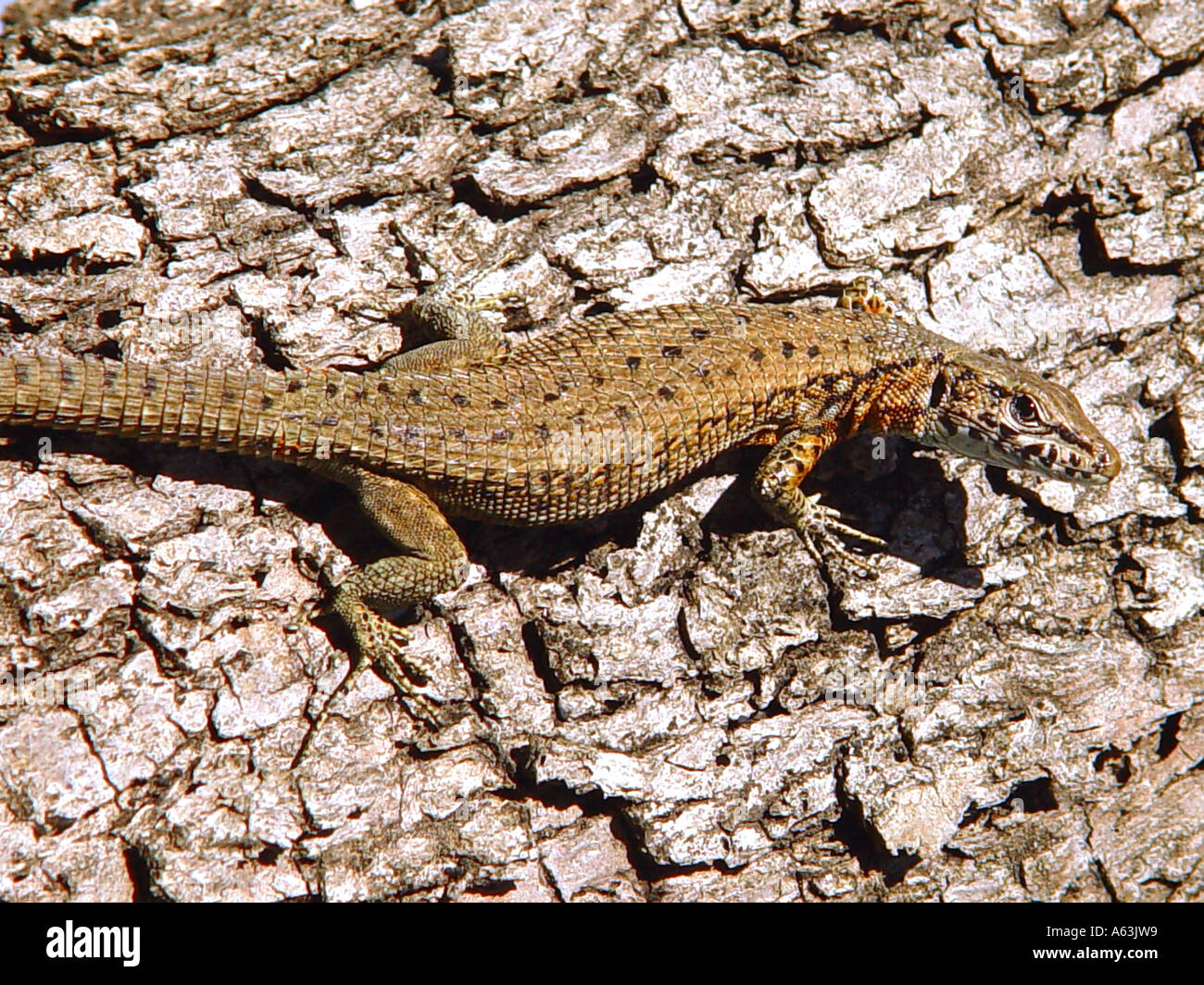Lizard greece hi-res stock photography and images - Alamy