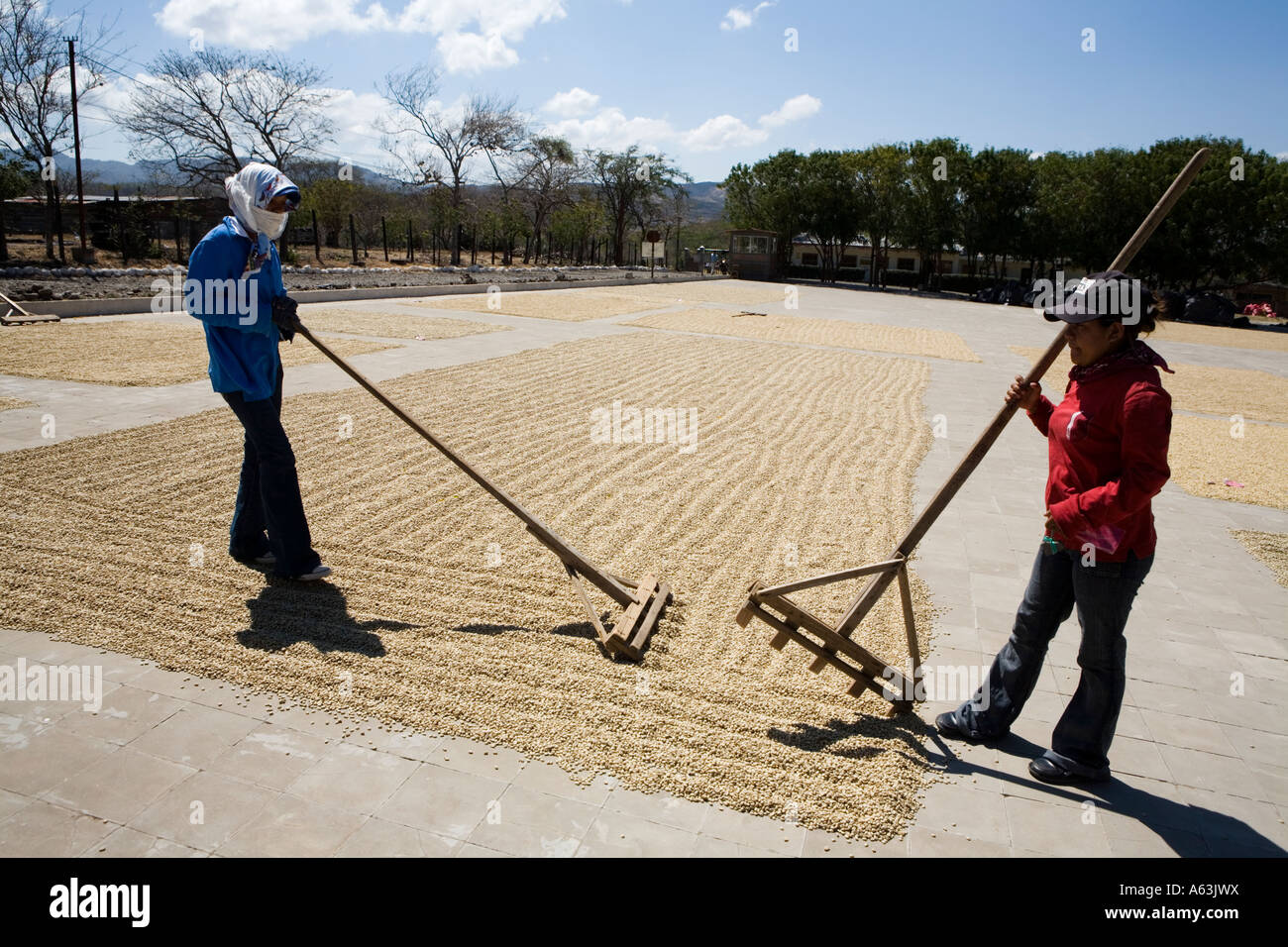 To prevent mildew women with rakes turn coffee beans on the drying ...