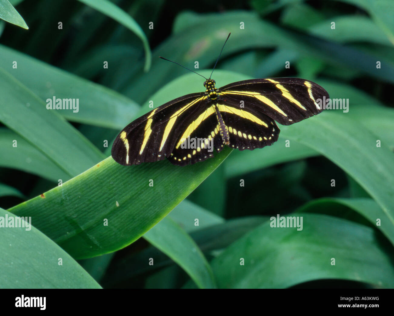 Zebra butterfly (Heliconius charitonius) Central and South America ...