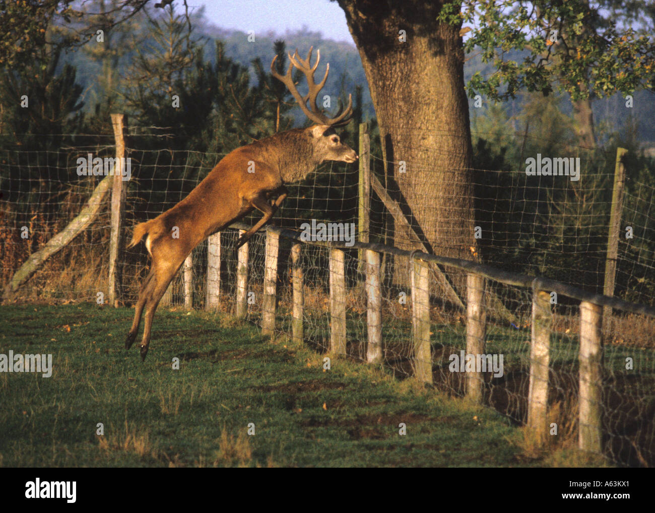 Stag animal jumping fencing nature hi-res stock photography and images ...