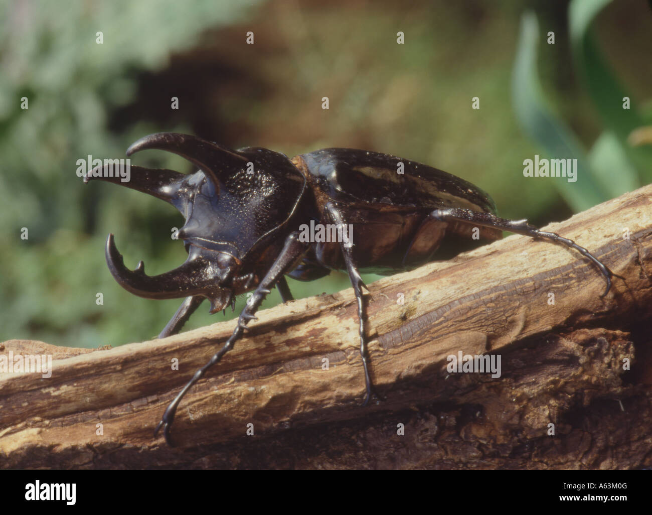 Three horned rhinoceros beetle, Malaysia Stock Photo - Alamy
