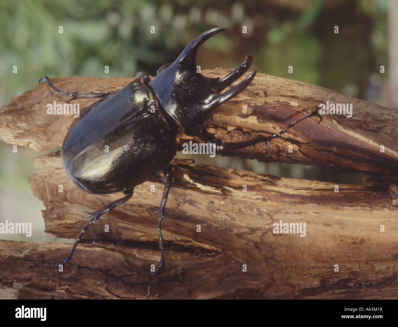 Three horned rhinoceros beetle, Malaysia Stock Photo - Alamy