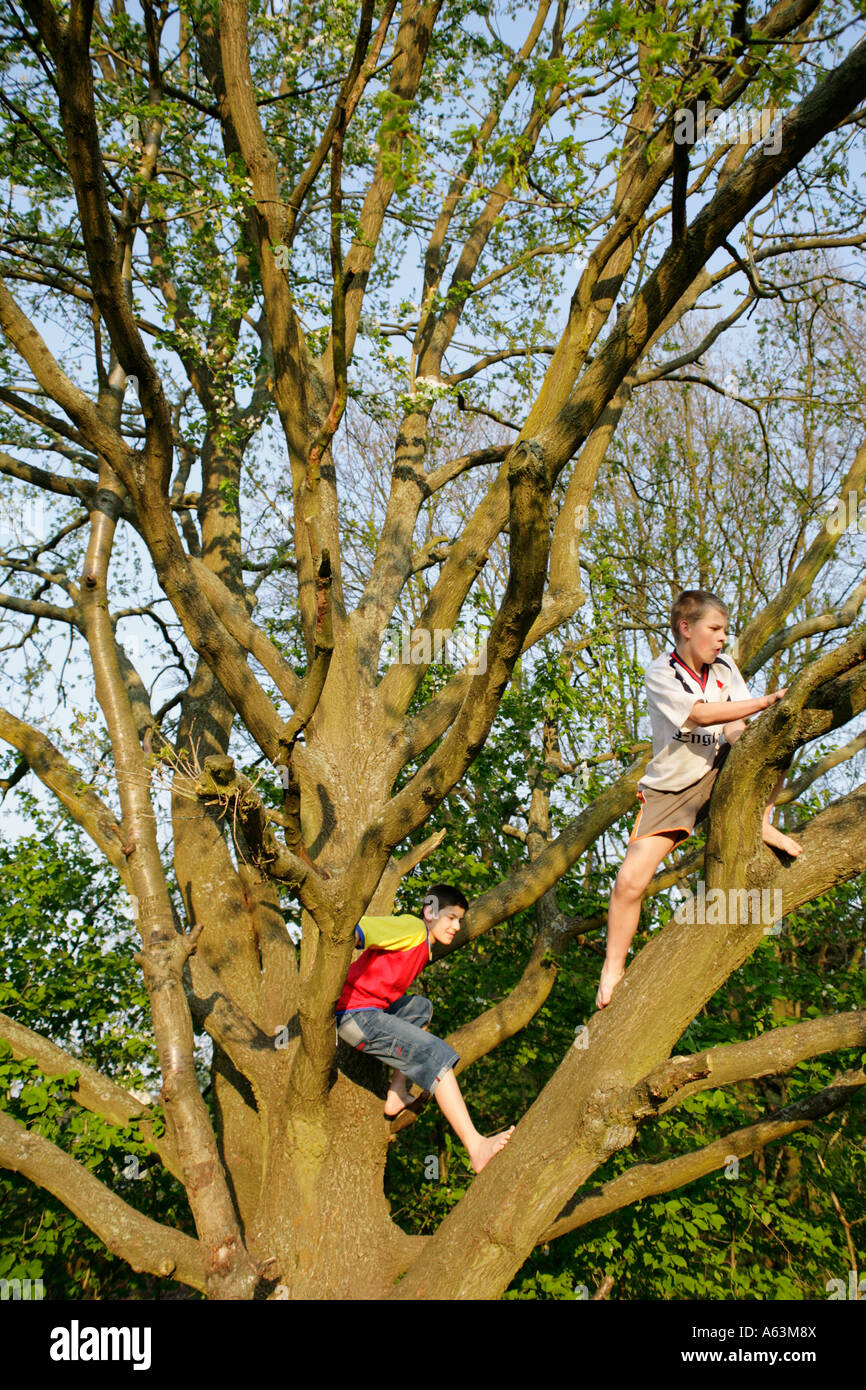 two young boys climbing a tree Stock Photo - Alamy