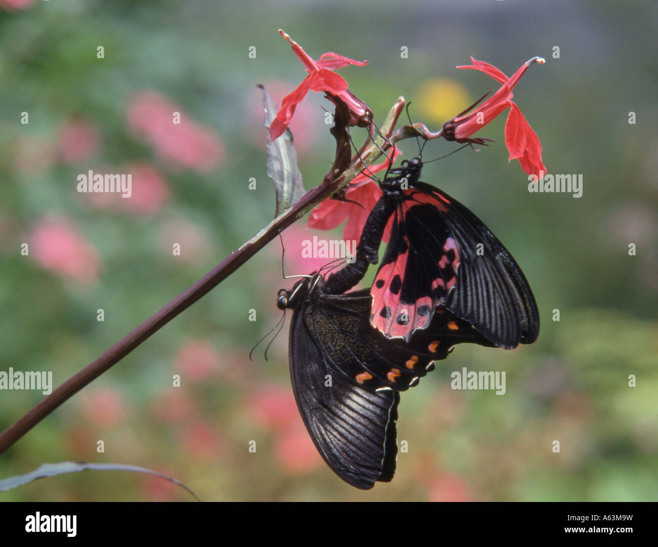 Papilio rumanzovia swallowtail butterflies mating. Native to Indo-China ...