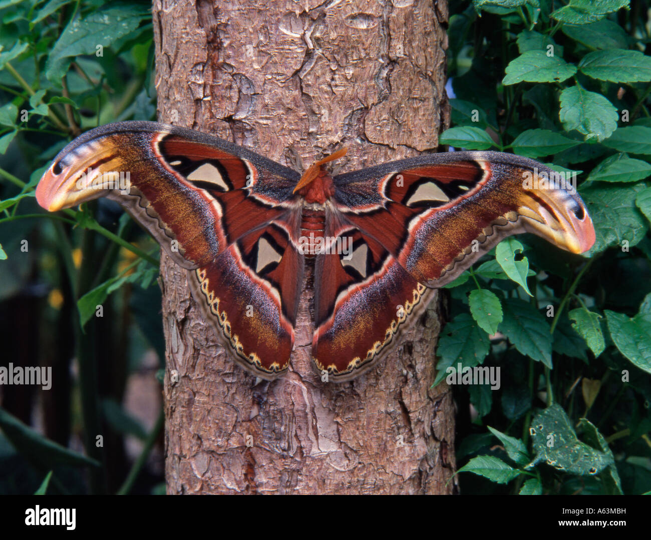 Huge Atlas moth (Attacua atlas) on tropical tree trunk native to Sri ...
